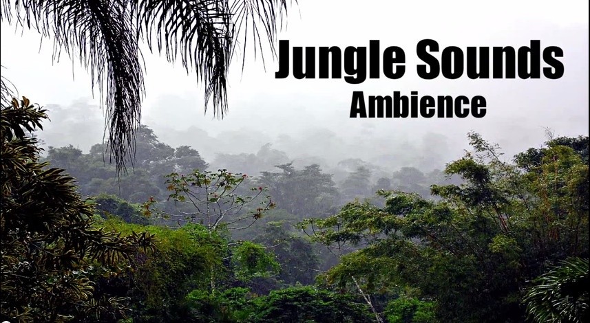 Ambience Hub - Jungle Sounds - Ambience Hub